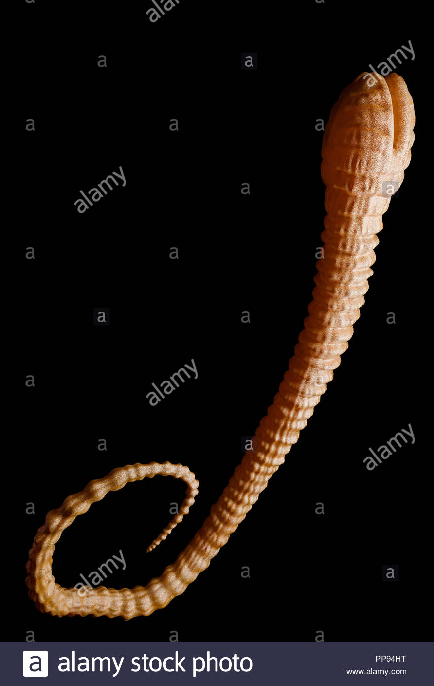 Fish Tapeworm By Samantha Bizuns